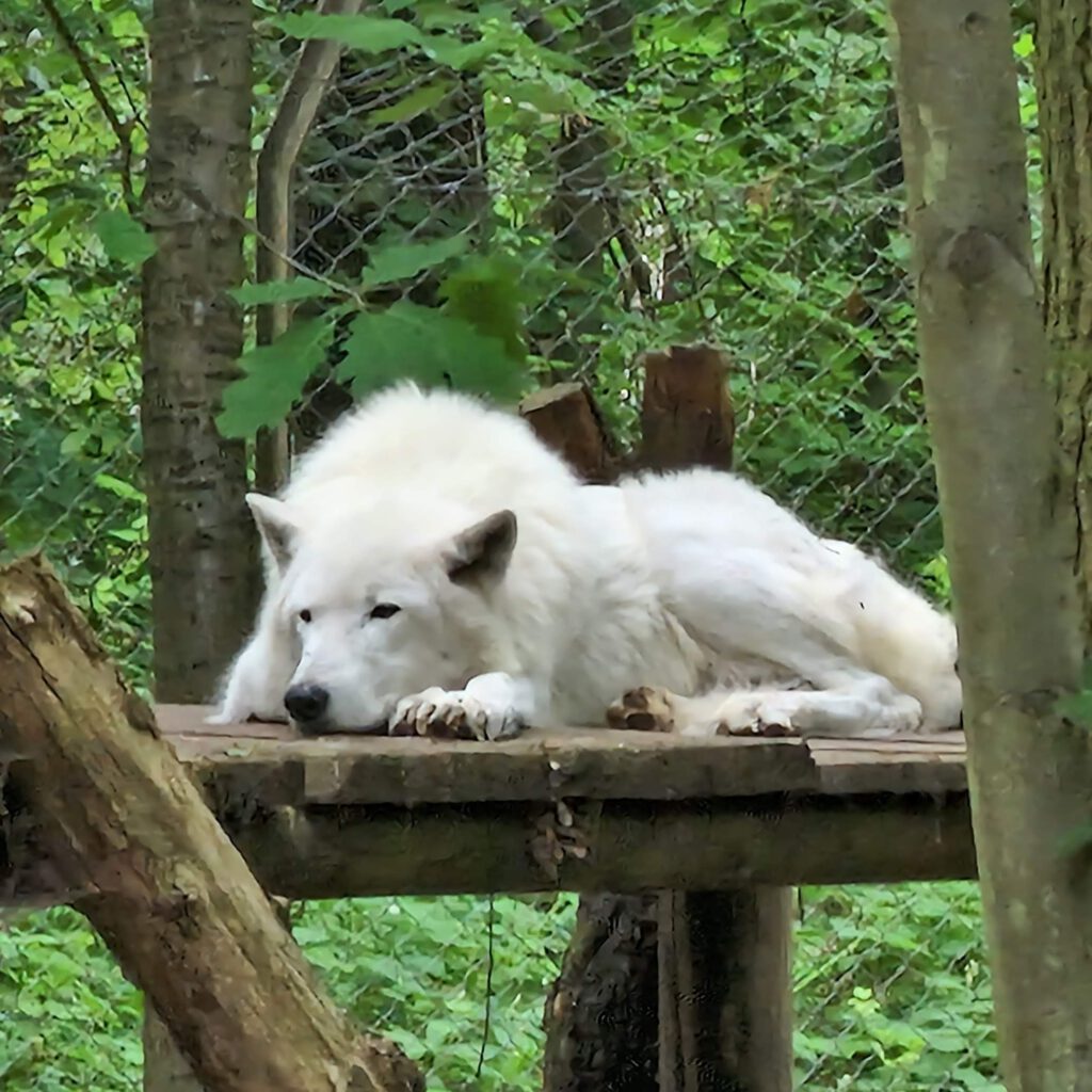 Tagesausflug in den Tierpark die Alte Fasanerie bei Hanau