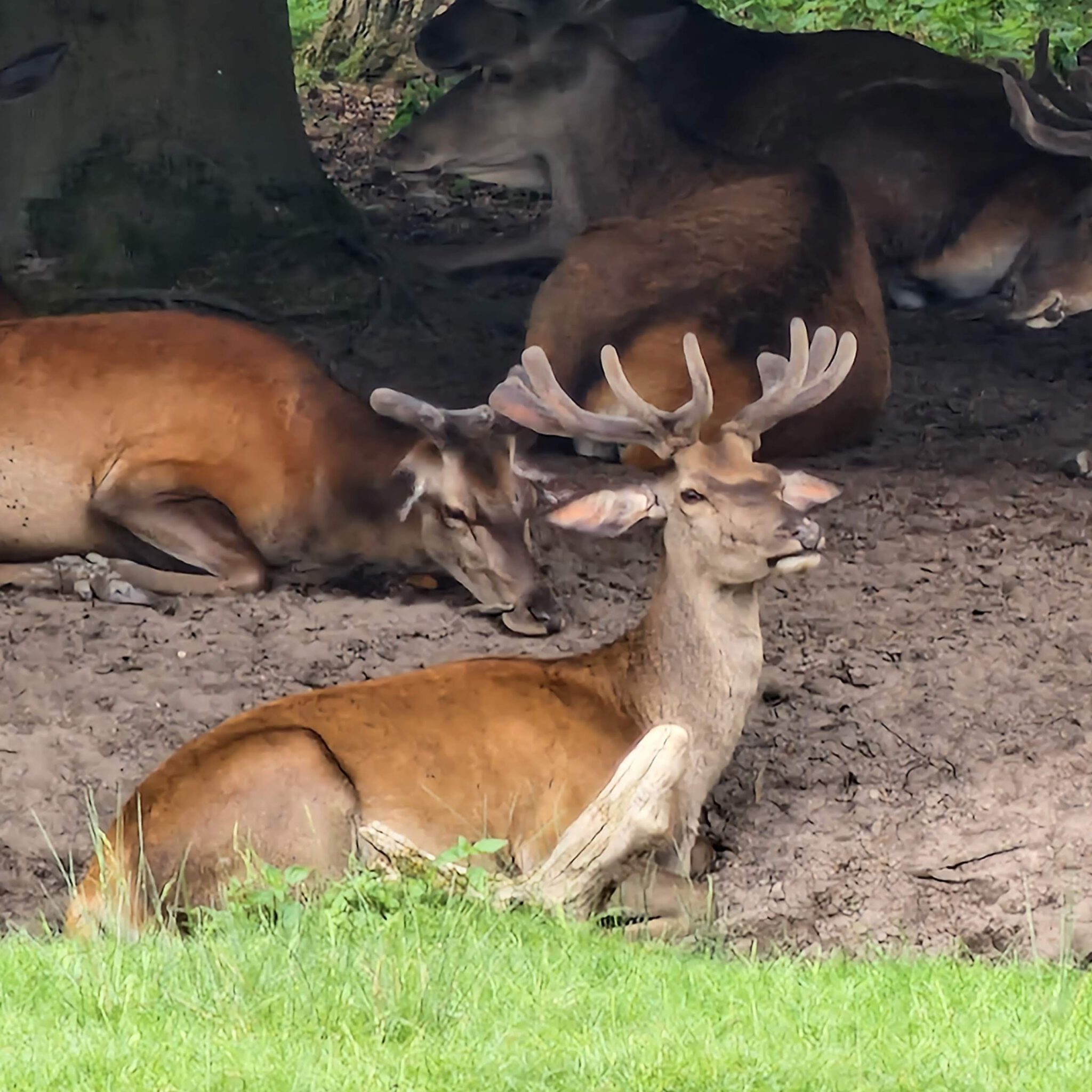 Tagesausflug in den Tierpark die Alte Fasanerie bei Hanau