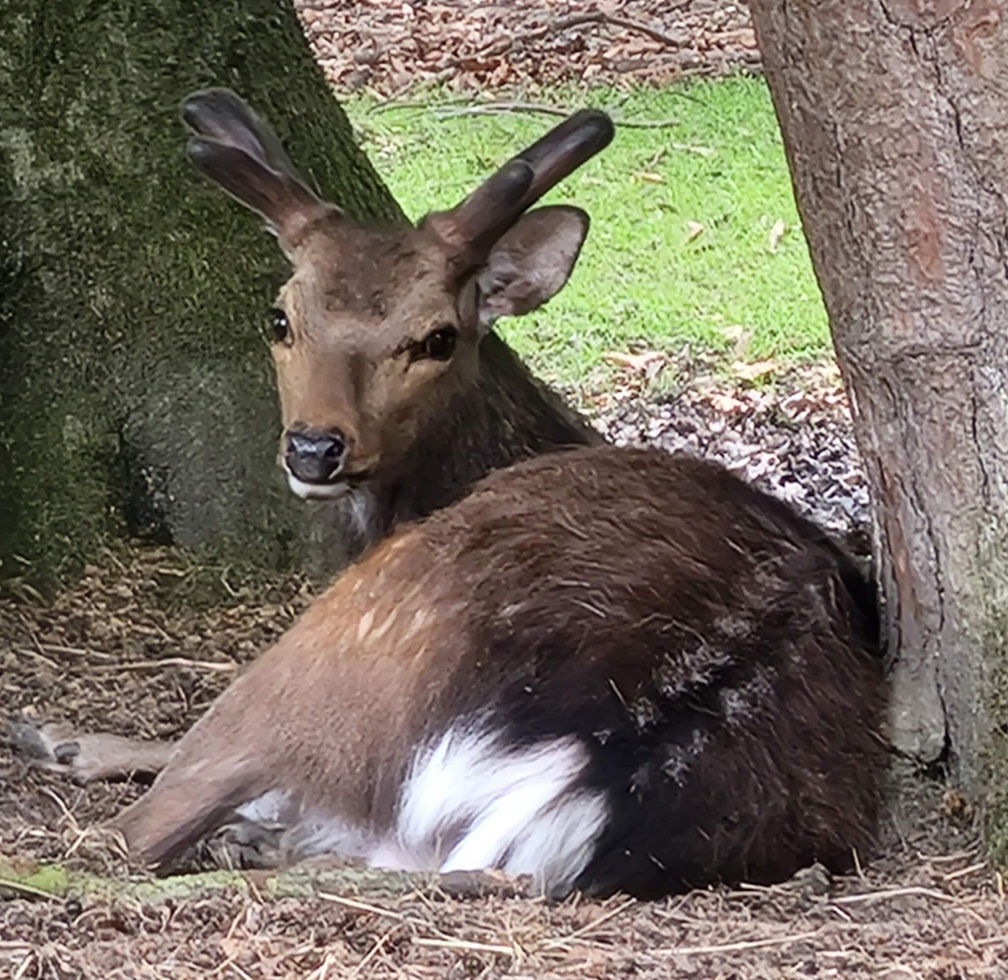 Tagesausflug in den Tierpark die Alte Fasanerie bei Hanau